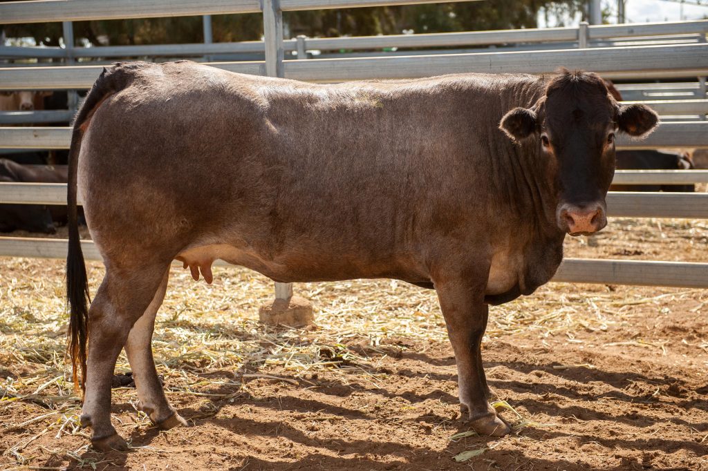 Capella Show | The Australian Bazadais Cattle Society